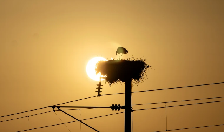 Malatyalı Fotoğrafçı Kayhan, Leyleklerin Peşinde!